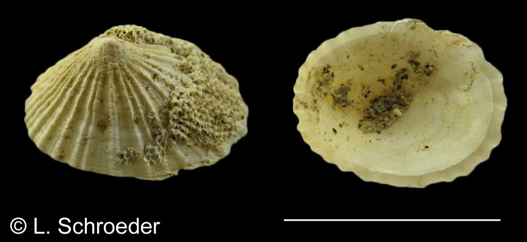 Gastropods - Acmaeidae, Lepetidae, Lottiidae, Siphonariidae, Trimusculidae